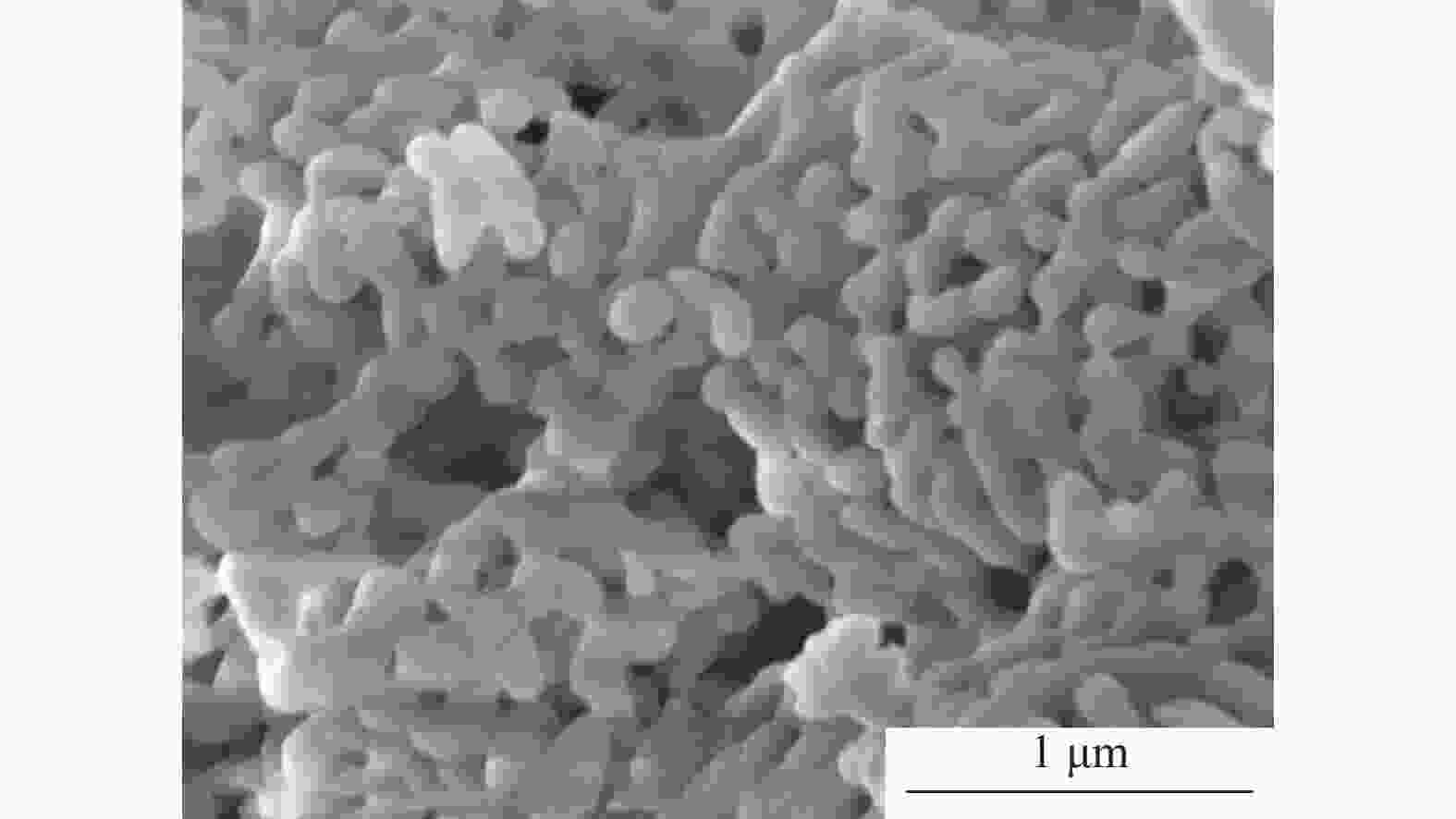 燃烧法制备亚微米Co 3+ 掺杂LaBO 3 粉体及表征